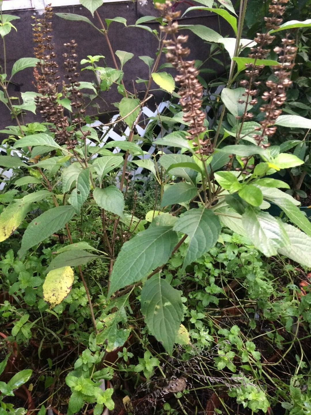 African Tree Basil or Ocimum Gratissimum Pint Plant - Etsy