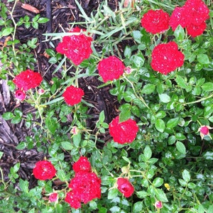 Rosa Red Cascade Climbing Miniature Rose Pint Plant - Etsy