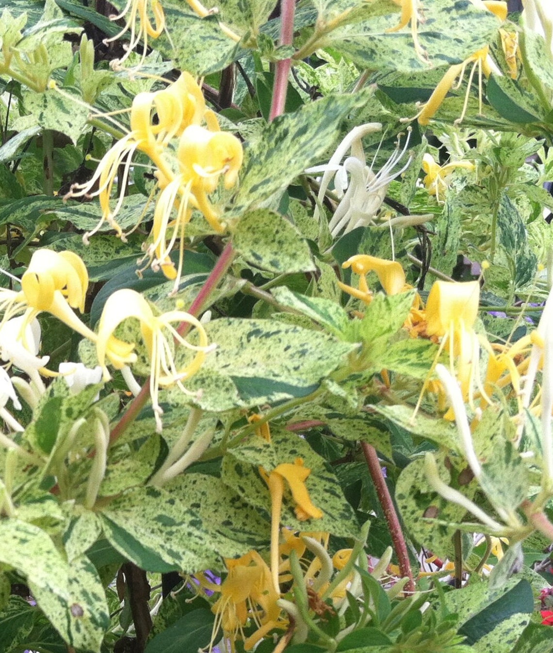 Fragrant Mint Crisp Variegated Honeysuckle or Lonicera Japonica Plant ...