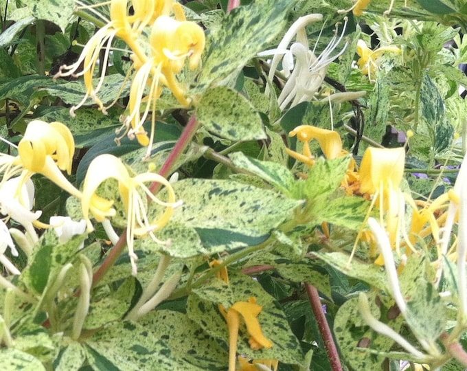 Fragrant Mint Crisp Variegated Honeysuckle or Lonicera Japonica Plant ...