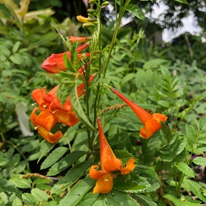 Tecoma Stans Hybrid Orange Jubilee Quart Plant - Etsy