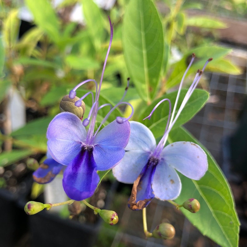 Moonlight Butterfly Begonia - Etsy