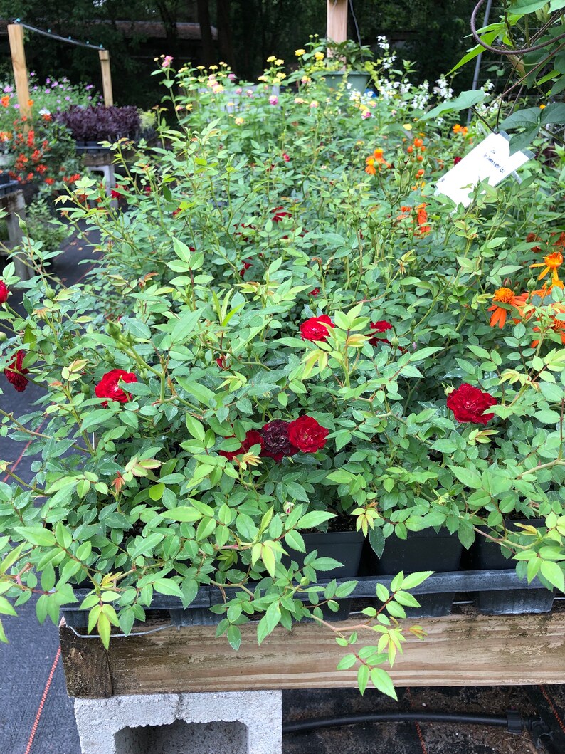 Rosa Red Cascade Climbing Miniature Rose Pint Plant - Etsy