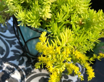 Lemon Ball Sedum sedum Mexicanum 'lemon Ball' Live Plant for Ground ...