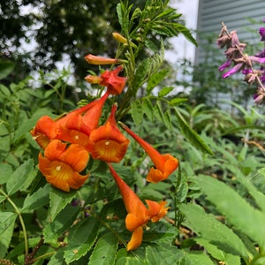 Tecoma Stans Hybrid Orange Jubilee Quart Plant - Etsy