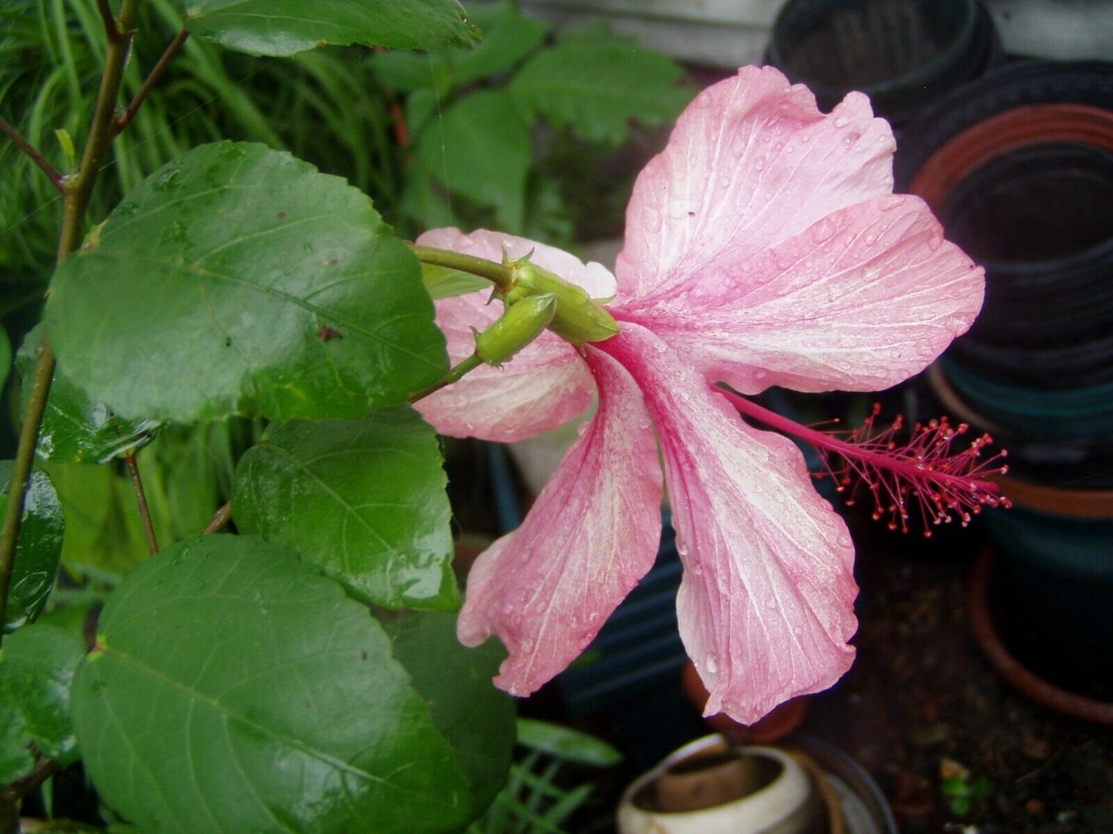 Hibiscus Weeping Albo Lacinatus Tropical Hibiscus Pint Plant - Etsy
