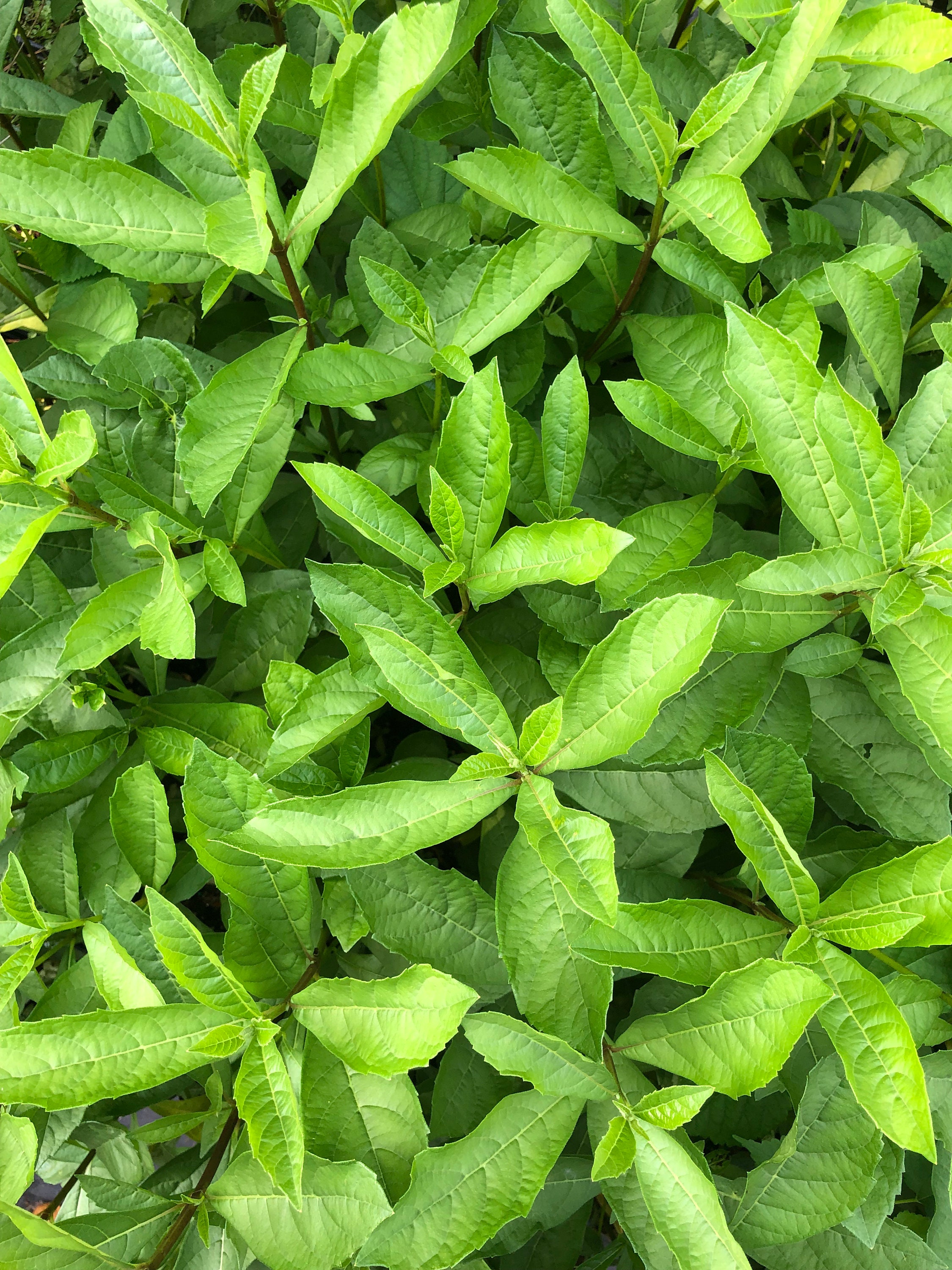 Blue Wings or Blue Butterfly Clerodendrum Ugandense Pint Plant - Etsy