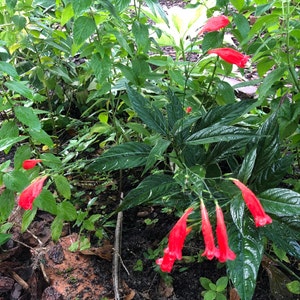 Ruellia Amoena Red Christmas Pride or Tropical Monkey Pint Plant - Etsy