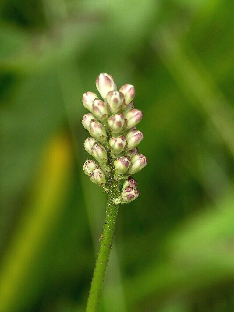 Tofieldia glutinosa Sticky Tofieldia 10 Samen | Etsy