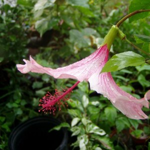 Hibiscus Weeping Albo Lacinatus Tropical Hibiscus Quart Plant - Etsy