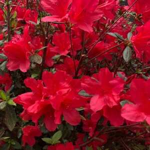 Azalea Flame rhododendron Pint Plant - Etsy
