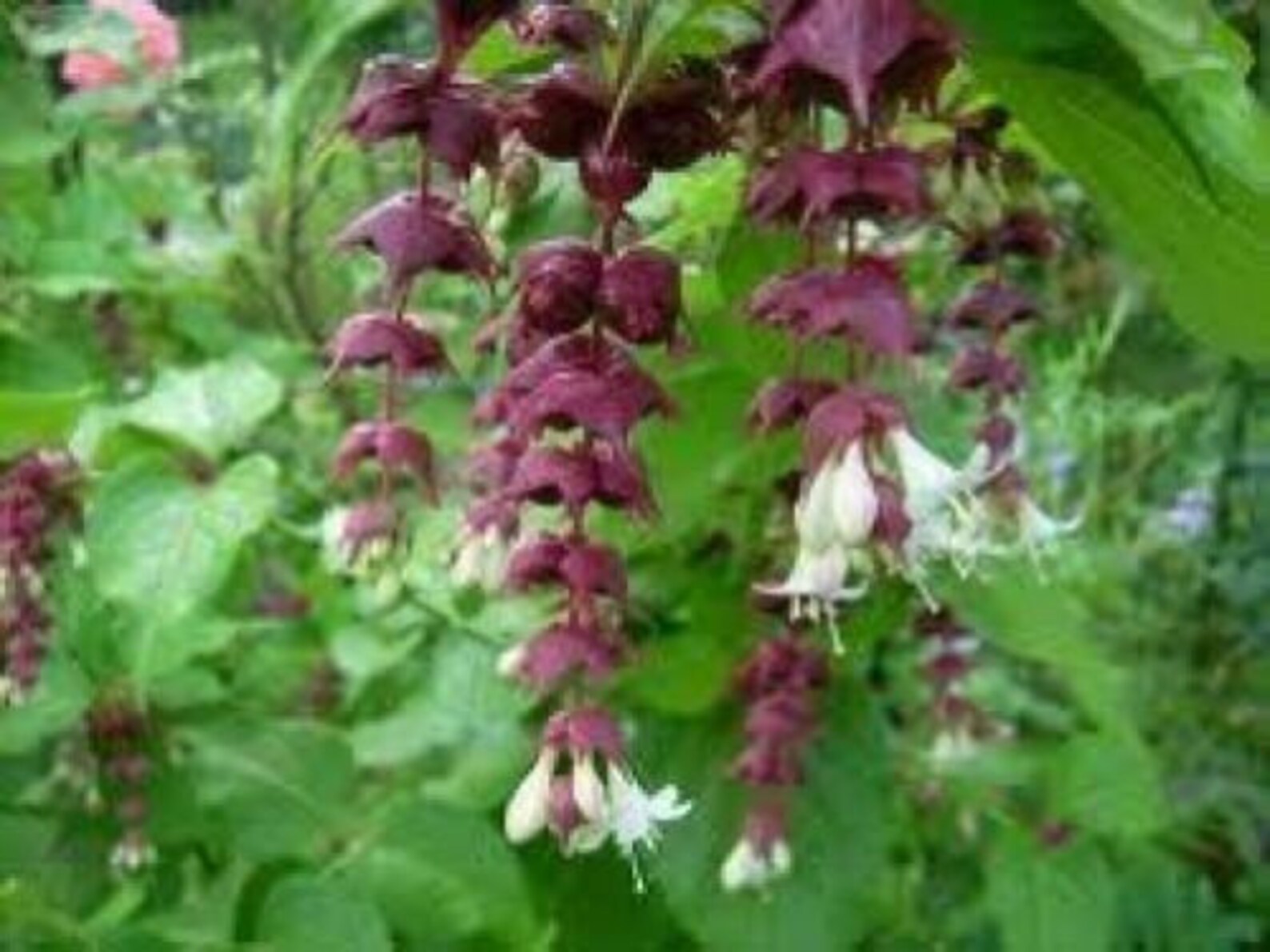 Leycesteria formosa or Himalayan Honeysuckle 20 seeds | Etsy