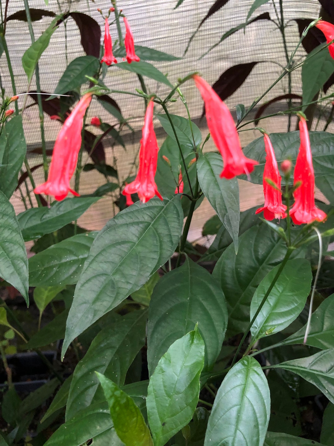 Ruellia Amoena Red Christmas Pride or Tropical Monkey Pint Plant - Etsy