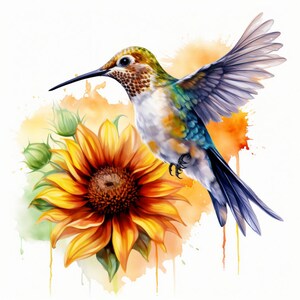 Watercolor Elegant Hummingbird and Sunflower, Bundle of 5 PNG Files for ...