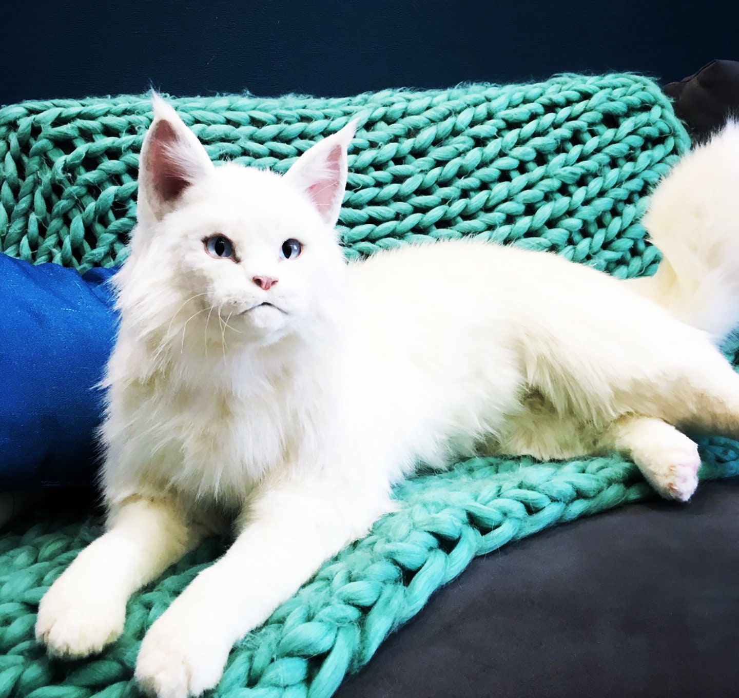 BIG CAT PLUSH, Maine Coon Cat Plush Toy, 3D Realistic Cat Plushie ...