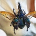Handmade Bejeweled Hercules Beetle BROOCH - Etsy