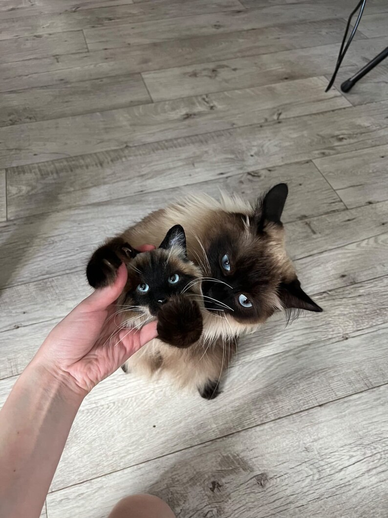 CAT BROOCH From PHOTO Cat Face Brooch Cat Portrait Brooch - Etsy