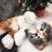 CUSTOM KITTEN Plush Toy, 3D Realistic Cat Plushie, Stuffed Cat, Plush ...