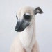 Needle Felted Dog GREYHOUND, Needle Felted Animal, Custom Felted Dog ...
