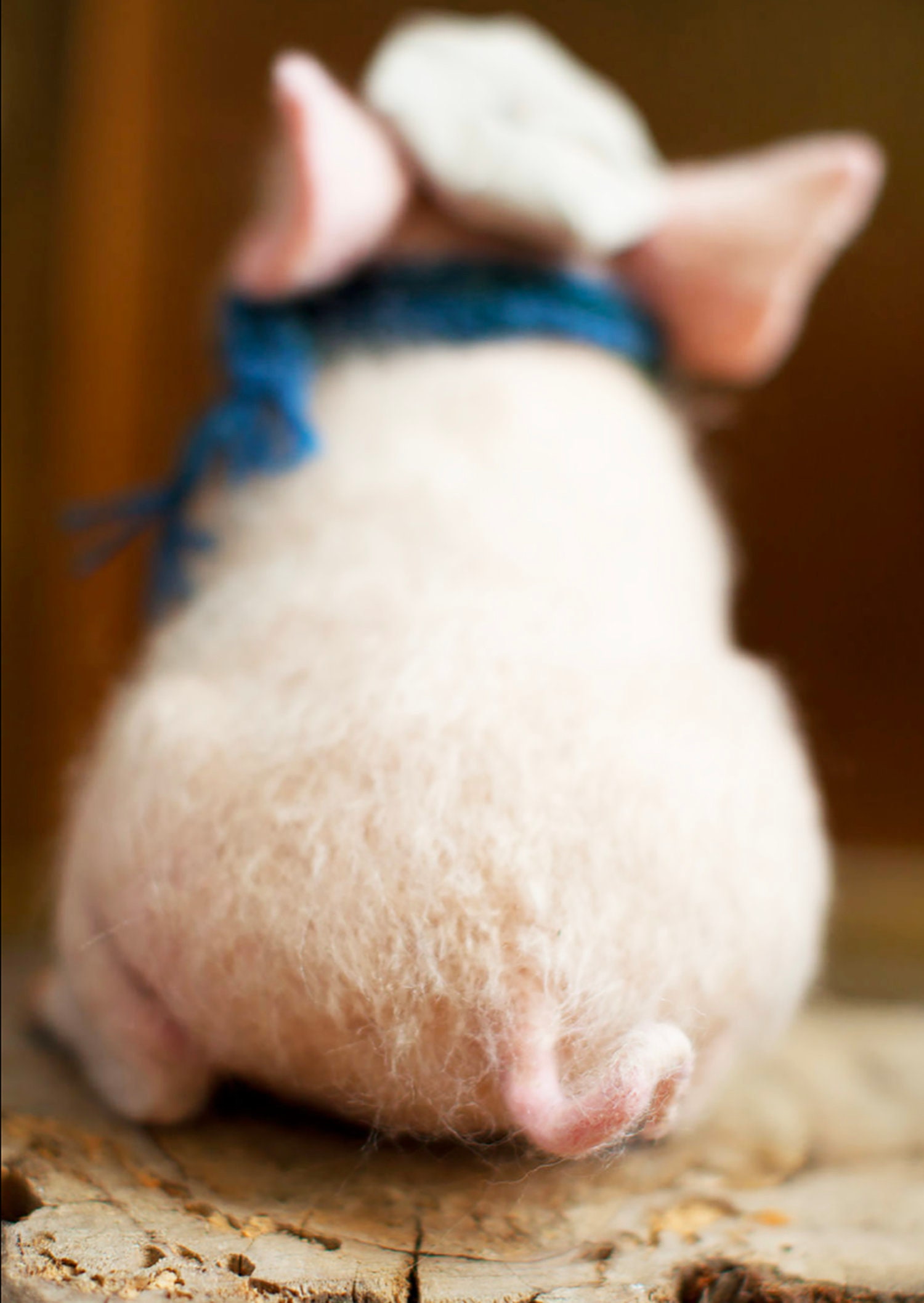 Needle Felted Cute PIGLET, Felted Pig, Felt Baby Pig, Pig Felt, Pig ...