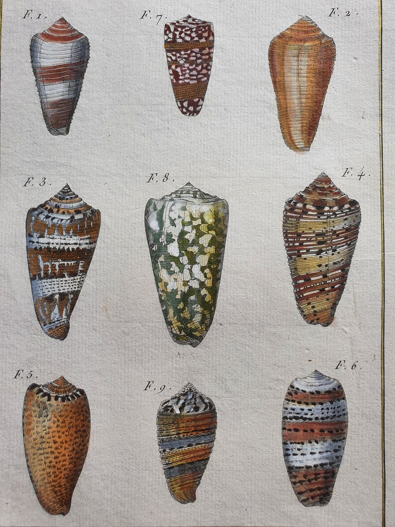Animals - Sea Shell - Coquilles Univalves : Cône (conus) 11 - Univalve ...