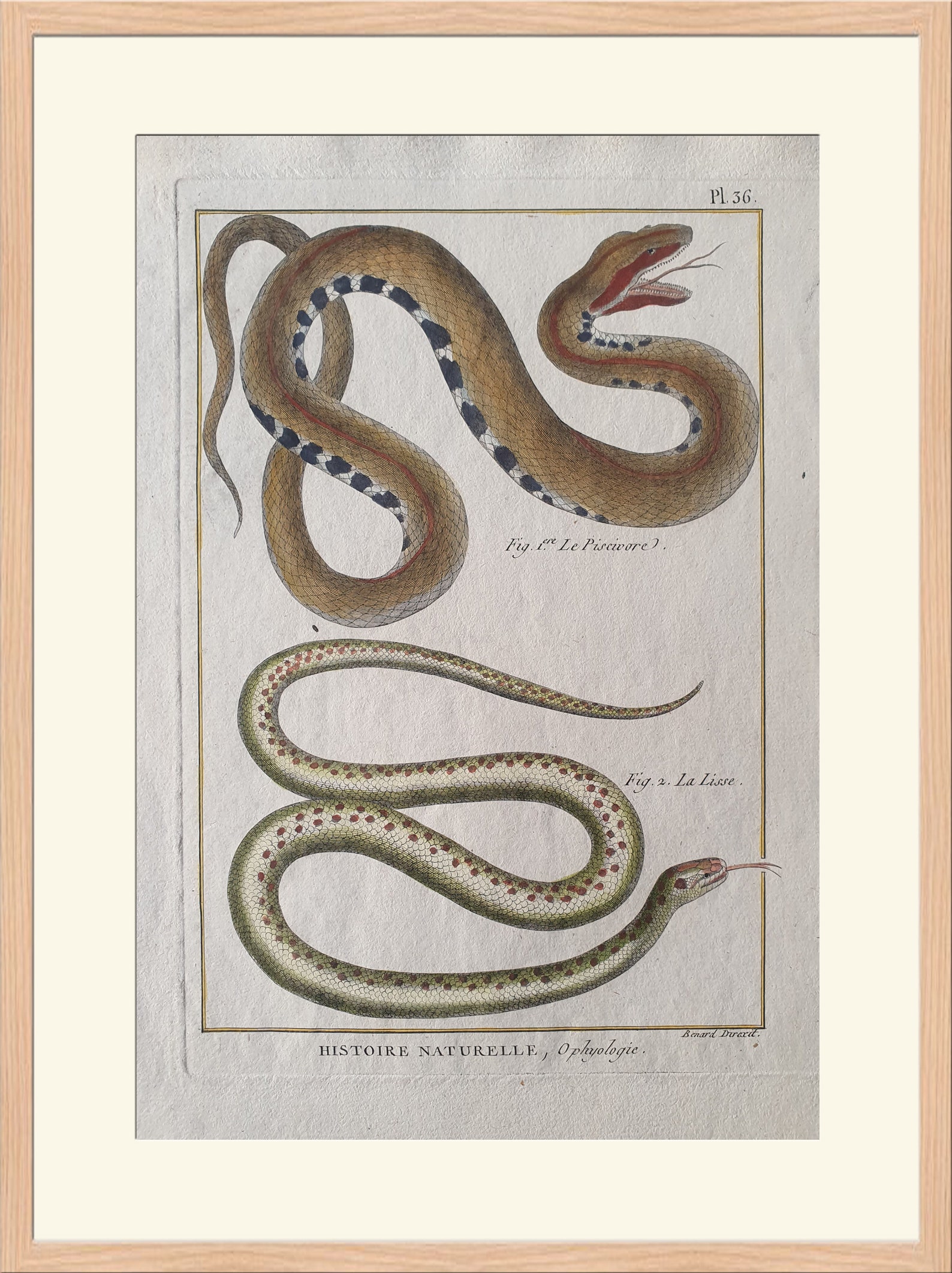 Animals Reptiles Snakes 1780 Engraving Panckoucke - Etsy