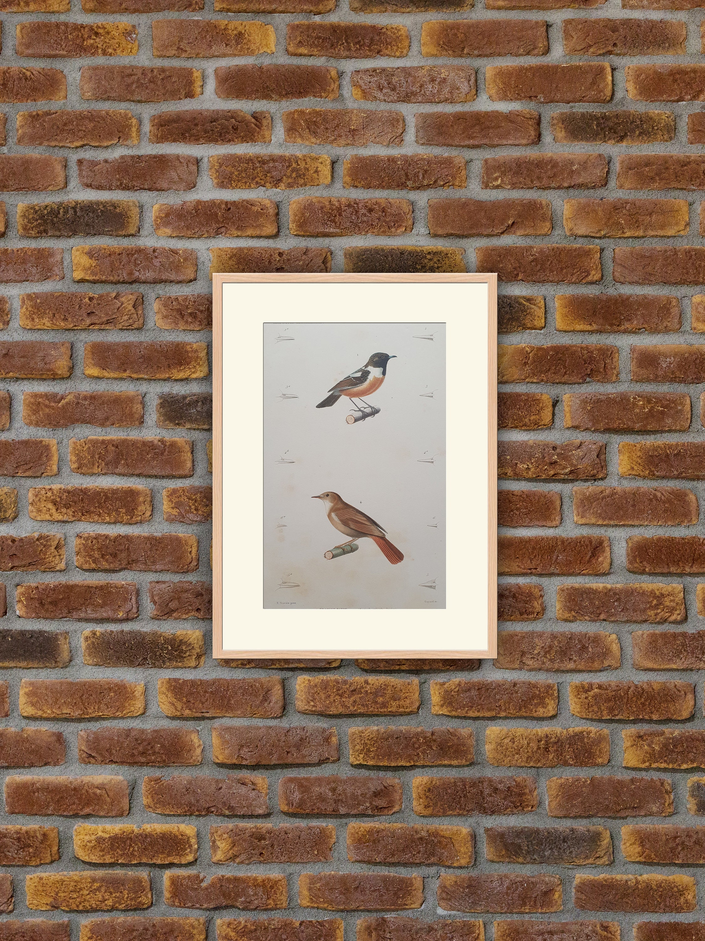 Rossignol Science Poster - Etsy