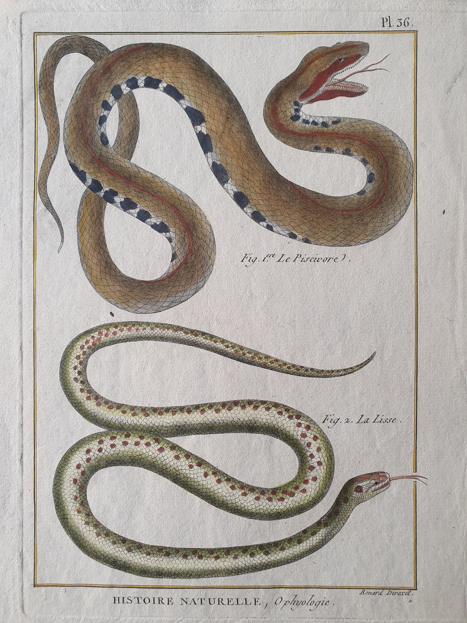 Animals Reptiles Snakes 1780 Engraving Panckoucke - Etsy