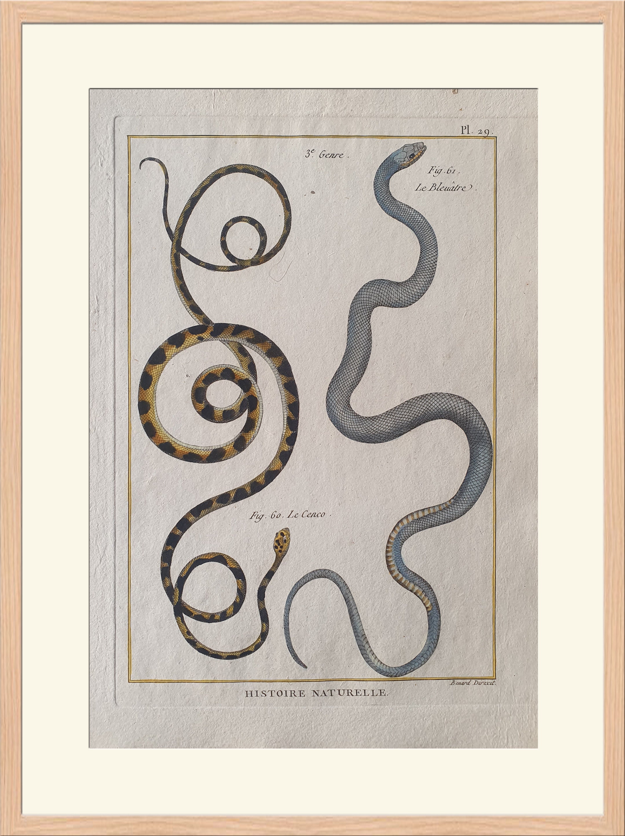 Animals - Reptiles - Snakes - 1780 - Engraving Panckoucke Encyclopedia ...