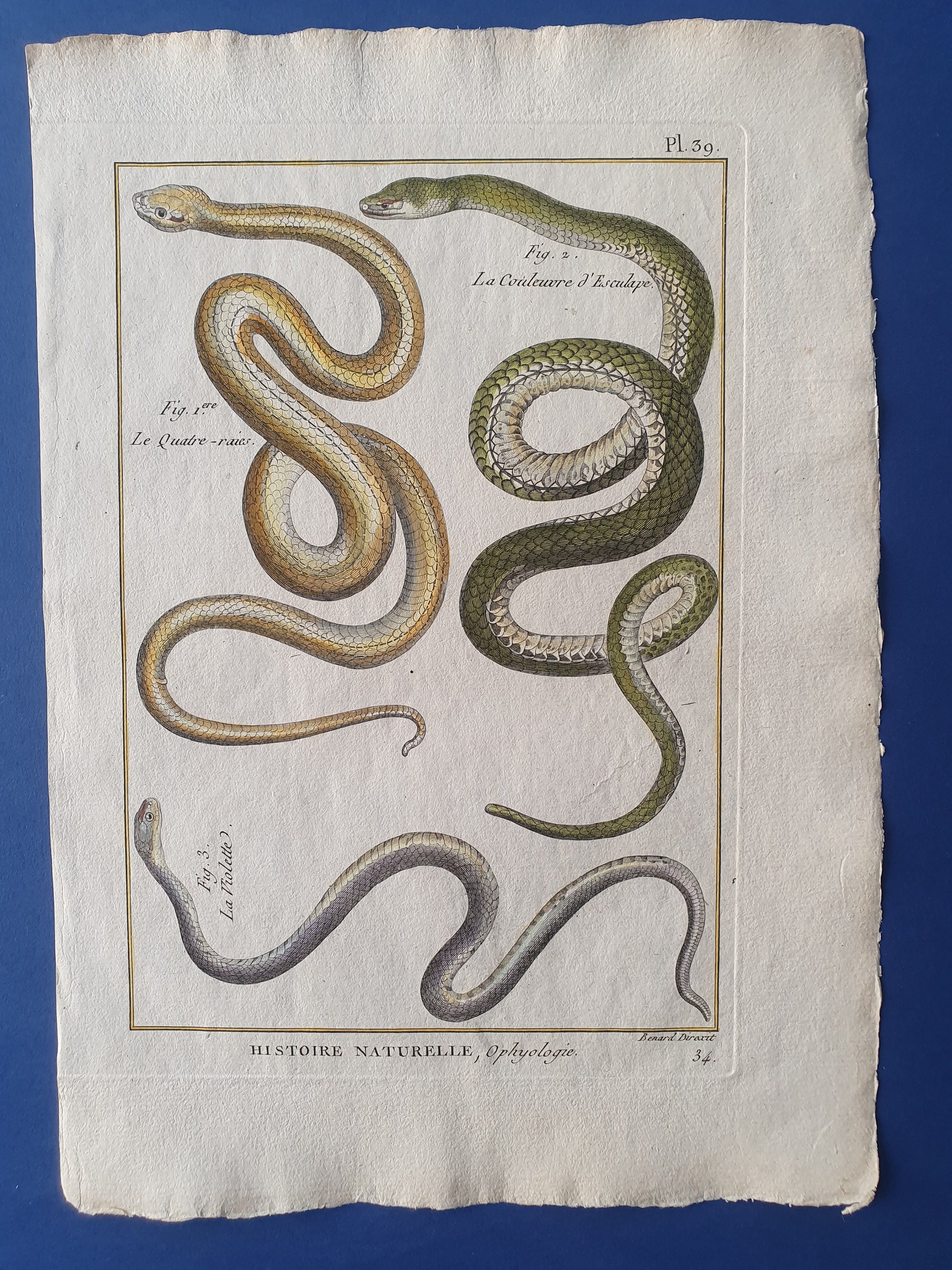 Animals Reptiles Snakes 1780 Engraving Panckoucke - Etsy UK