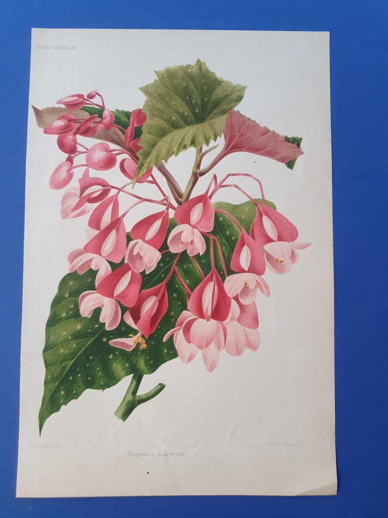 Flowers - Begonia Lucerna - Bégonia Lucerna - 19th Century Colored ...