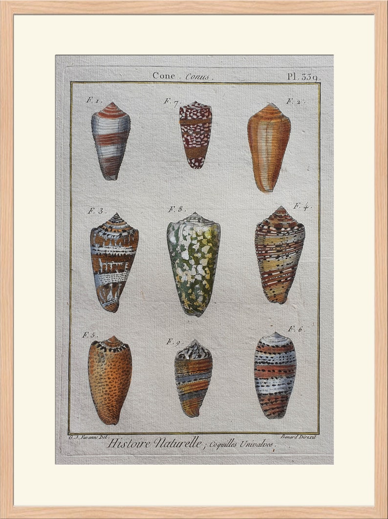 Animals - Sea Shell - Coquilles Univalves : Cône (conus) 11 - Univalve ...