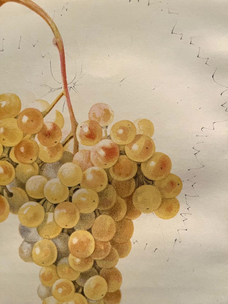 Le Vignoble - Raisin Trebbiano -chromolithographie Xixème Siècle - Etsy UK