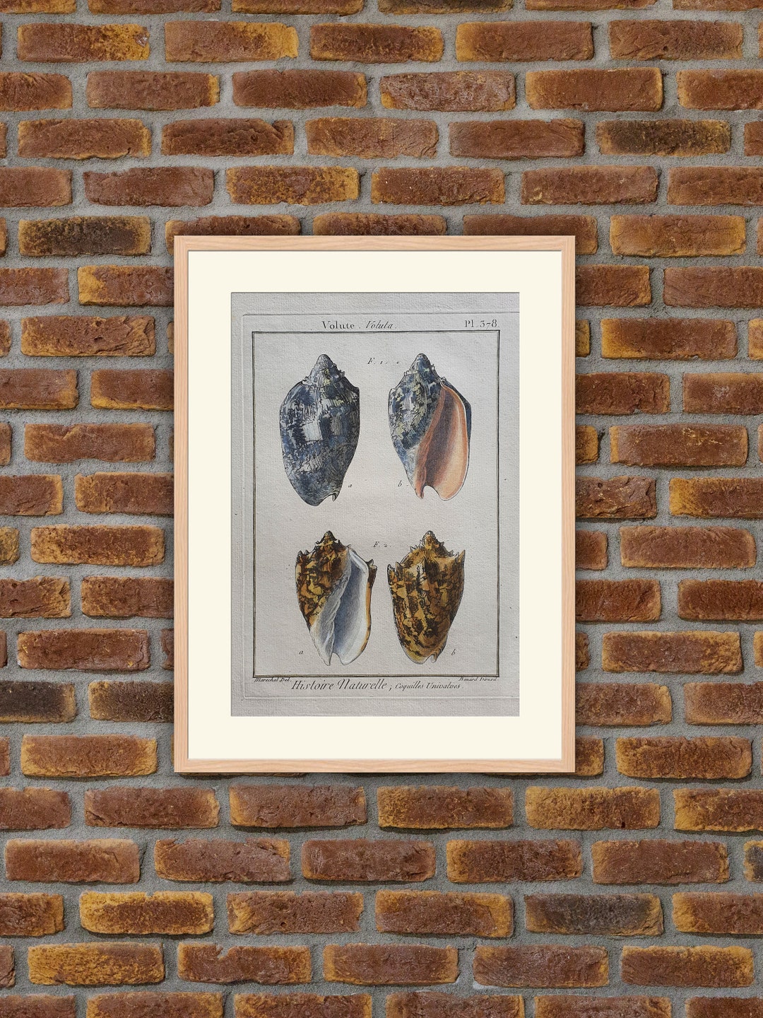 Animals - Sea Shell - Coquilles Univalves : Volute (voluta) 3 ...
