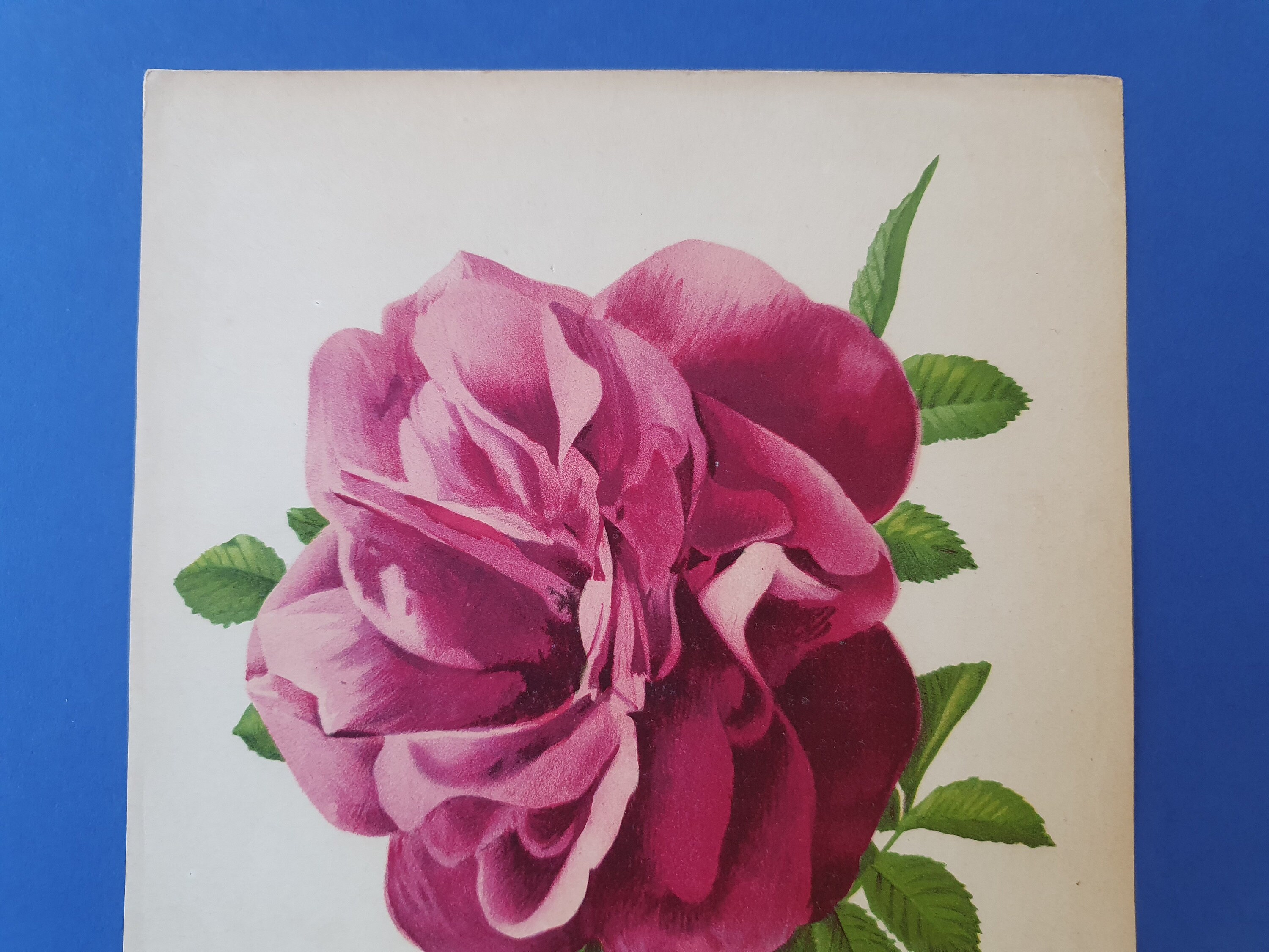 Flowers - Rose Garden of the Hay - Roseraie De L’hay - 19th Century ...