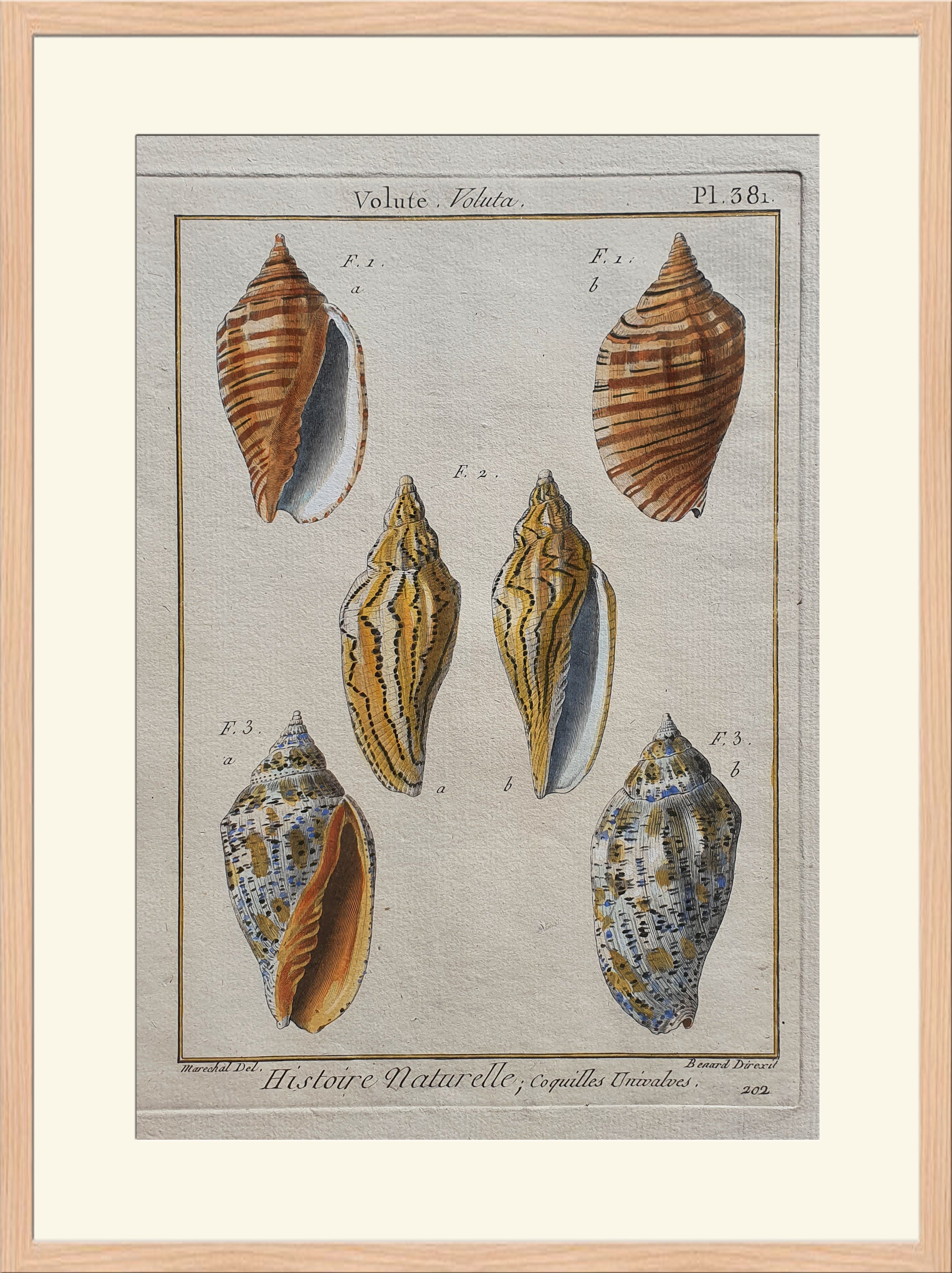 Animals - Sea Shell - Coquilles Univalves : Volute (voluta) - Univalve ...