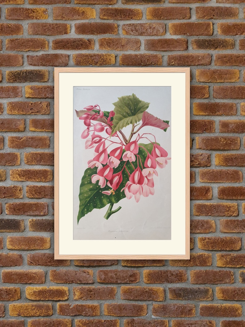Flowers - Begonia Lucerna - Bégonia Lucerna - 19th Century Colored ...
