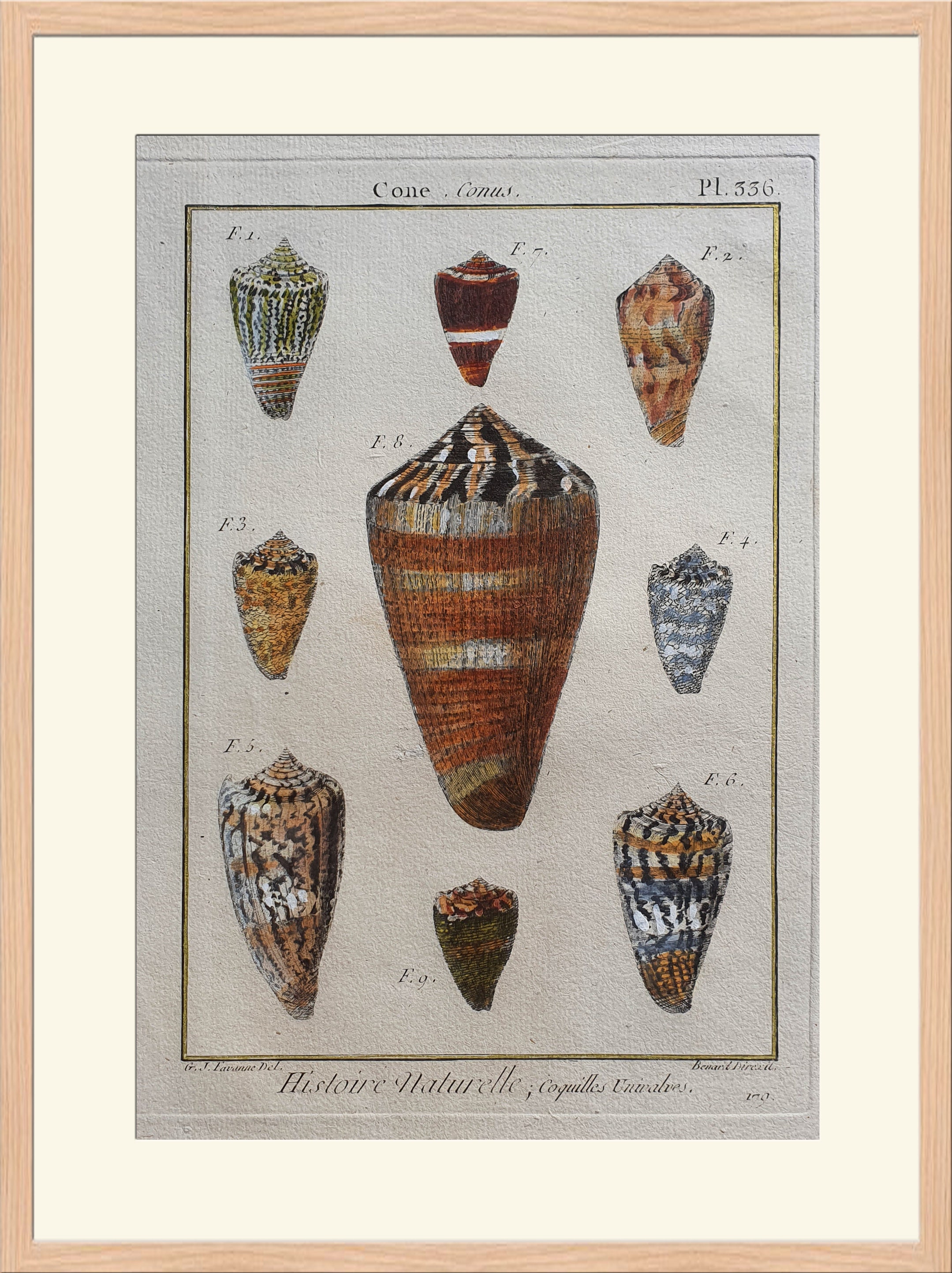 Animals - Sea Shell - Coquilles Univalves : Cône (conus) 5 - Univalve ...
