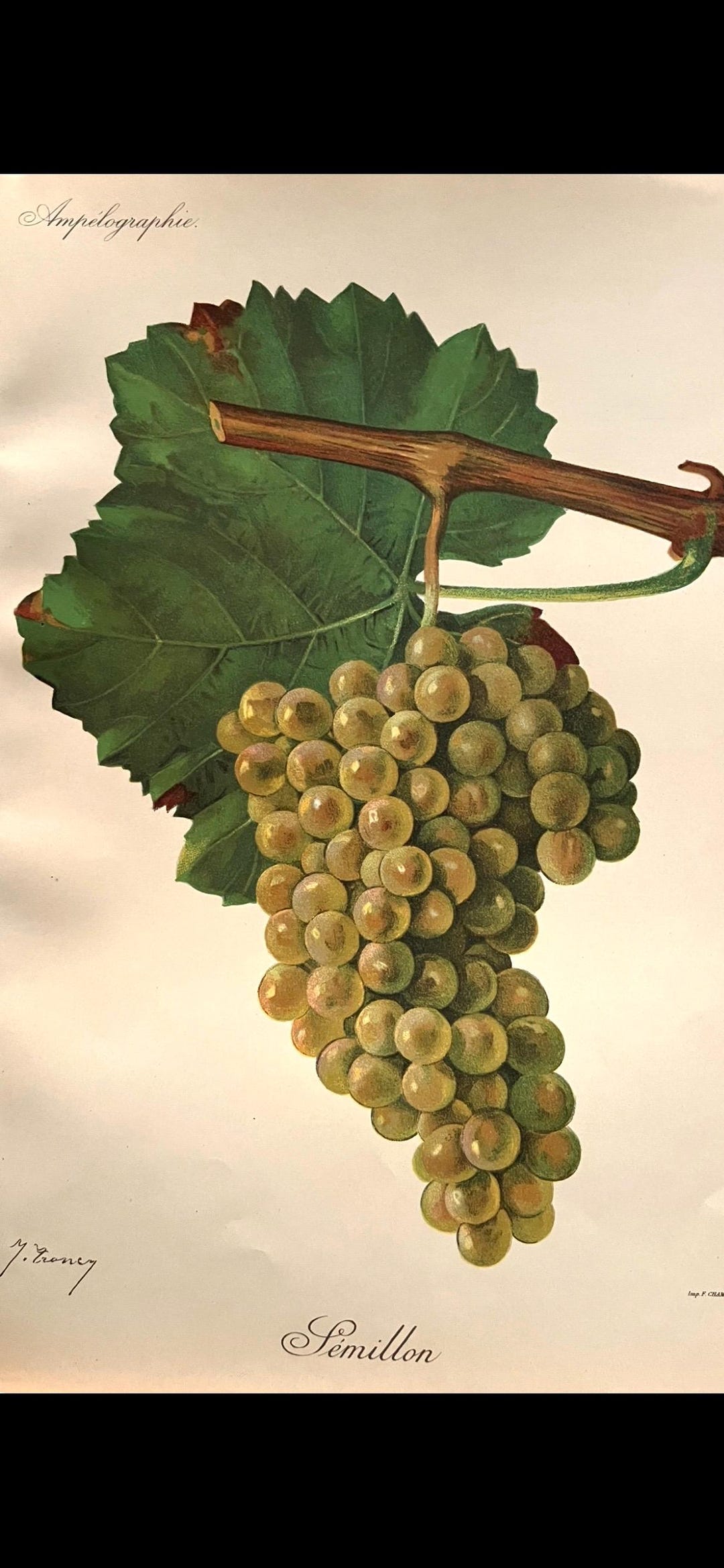 Raisin Sémillon - Ampélographie Viala- Lithographie Couleurs - Etsy