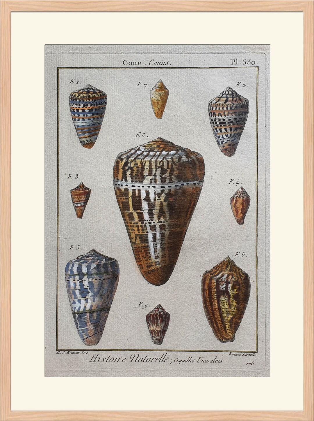 Animals - Sea Shell - Coquilles Univalves : Cône (conus) 7 - Univalve ...