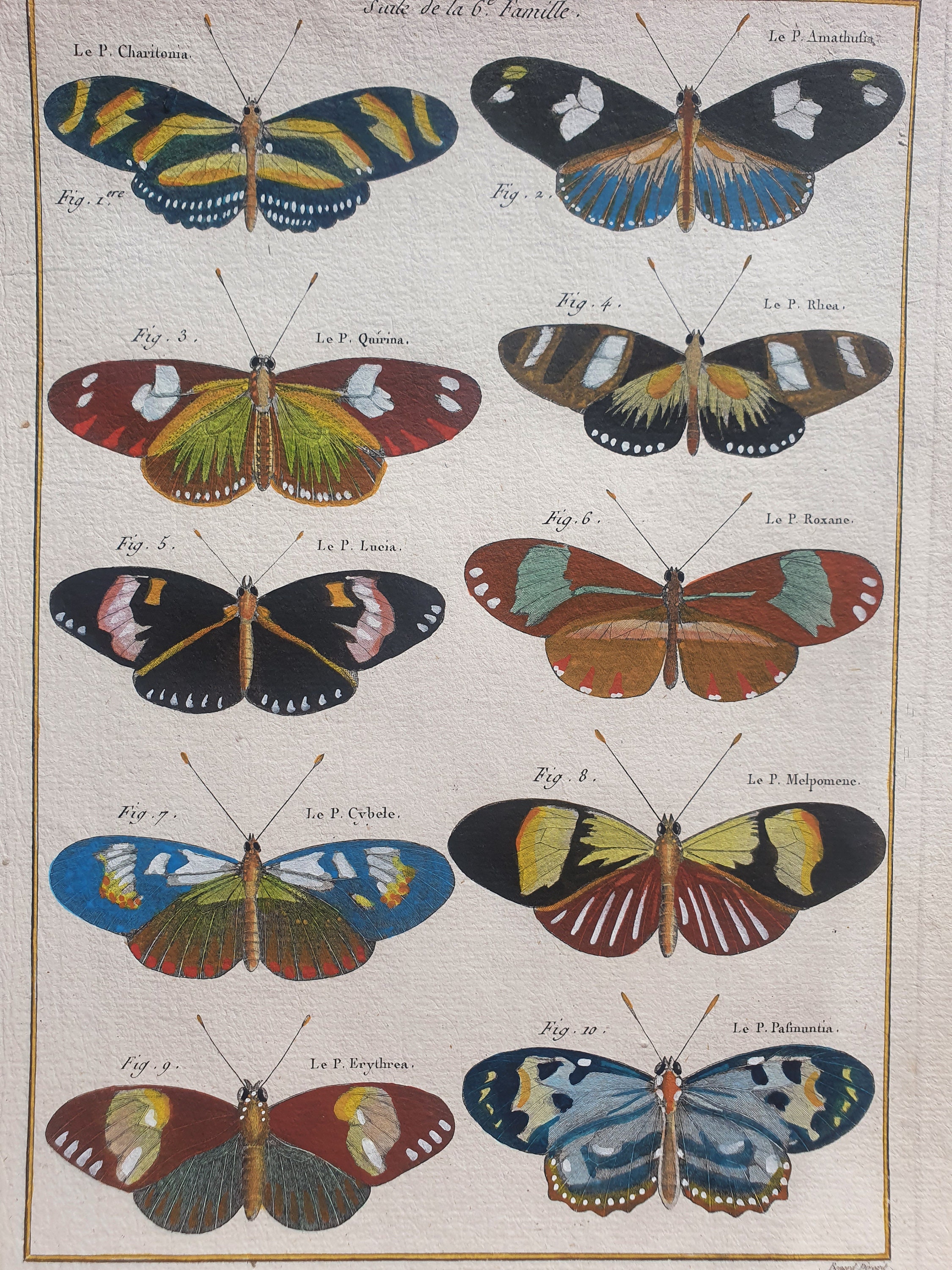 Animals Insects Butterflies Papillons à Ailes Oblongues Oblong-winged ...