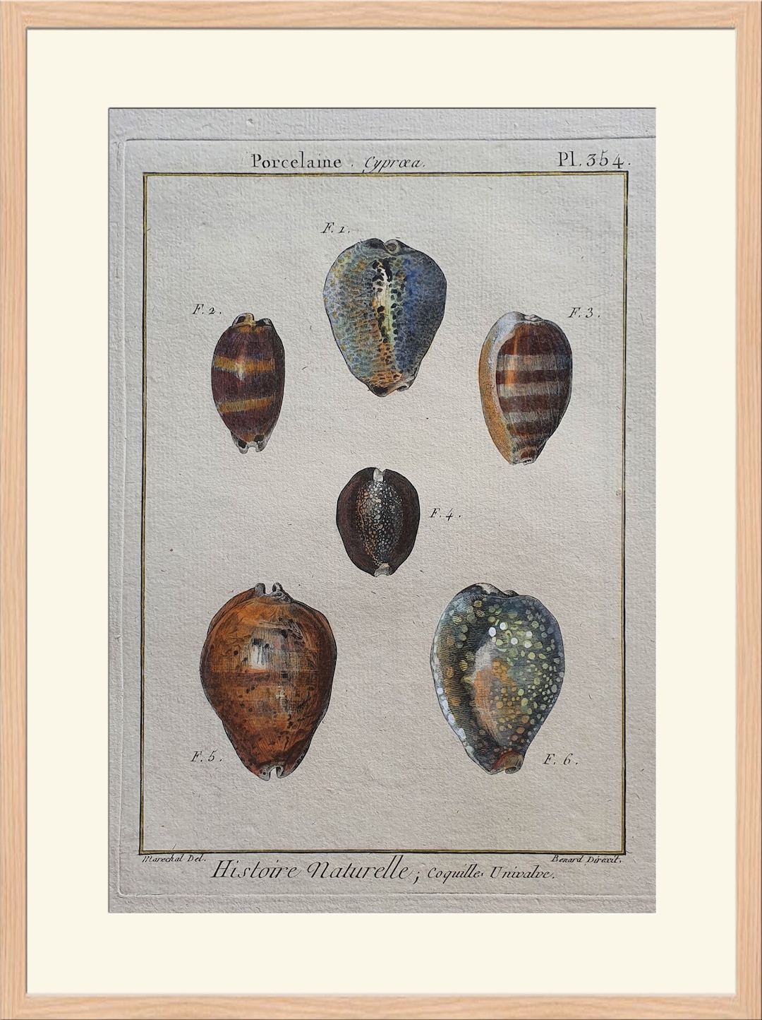 Animaux - Coquillages - Coquilles Univalves : Porcelaine (Cyprée ...