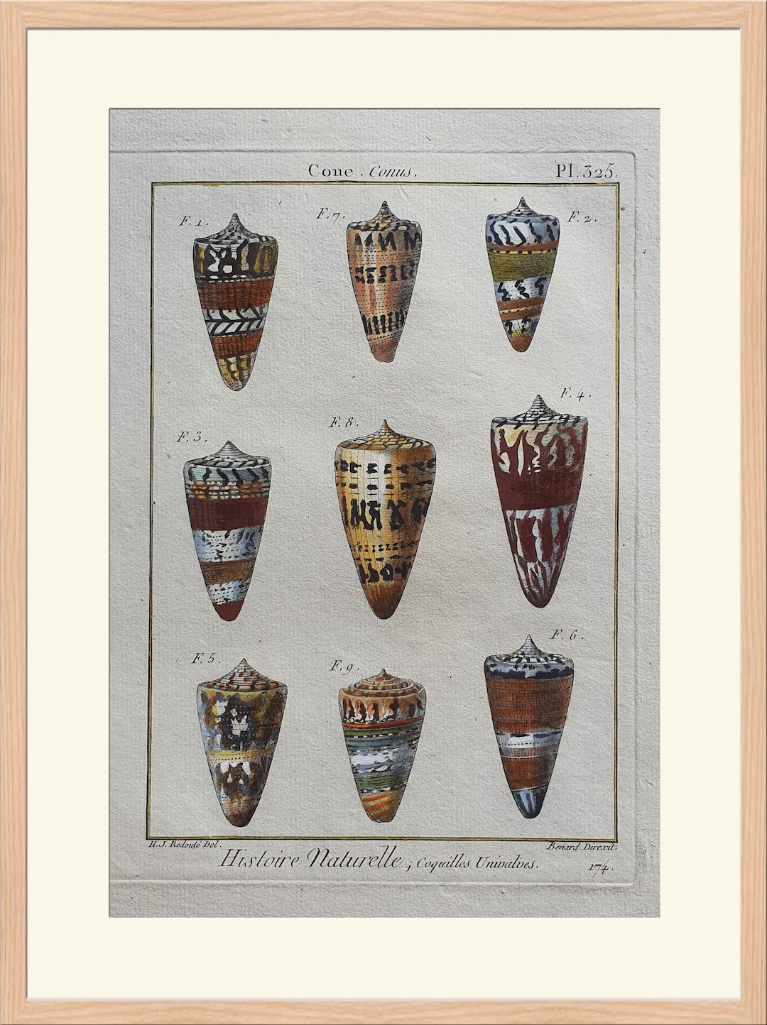 Animals - Sea Shell - Coquilles Univalves : Cône (conus) 3 - Univalve ...