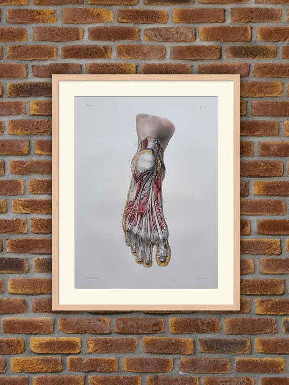 1829 Color Lithograph Anatomy Foot 3 Bourgery & Jacob - Etsy