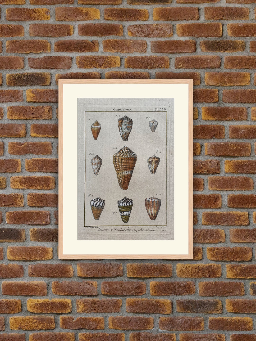 Animals - Sea Shell - Coquilles Univalves : Cône (conus) - Univalve ...