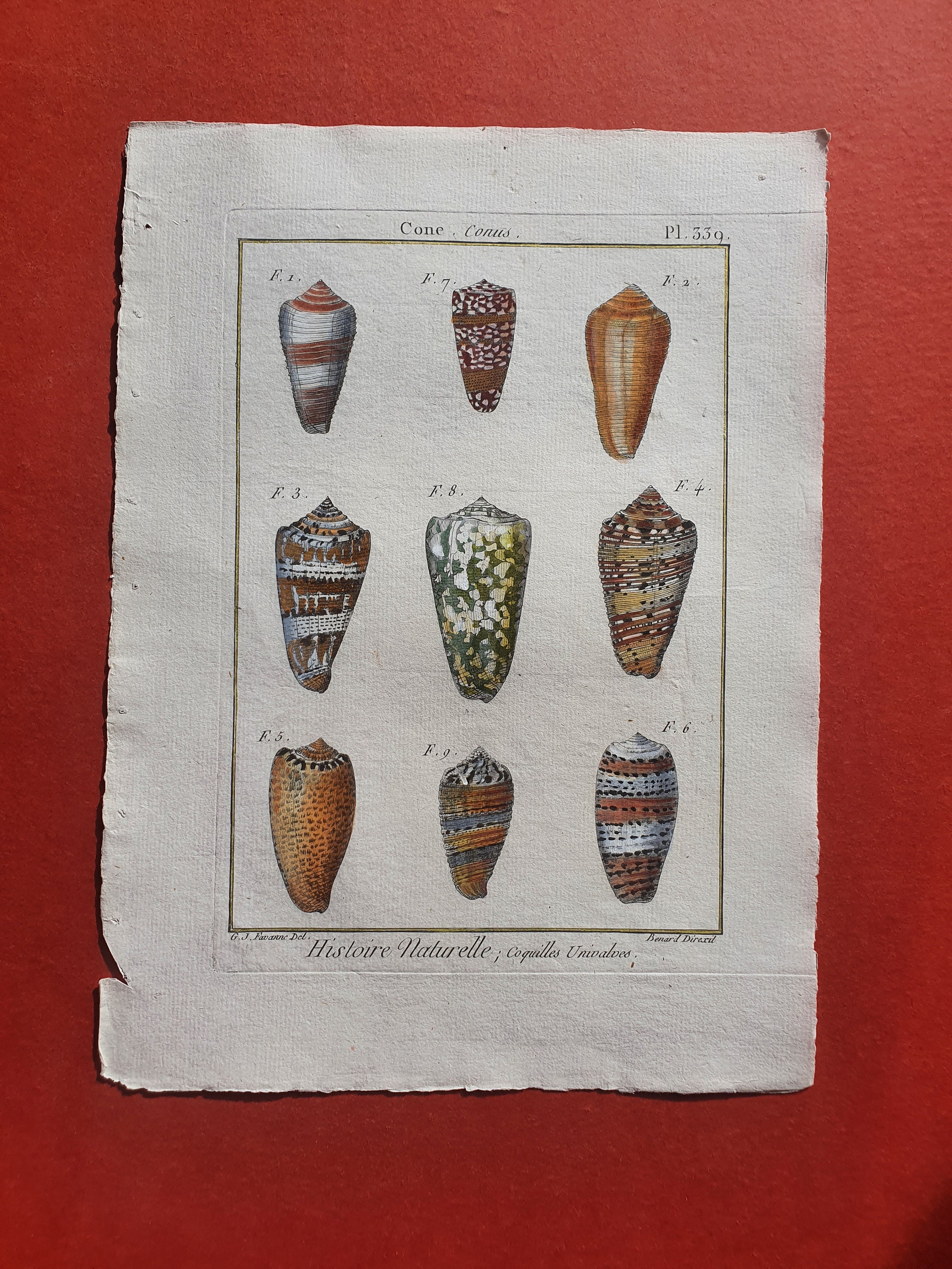 Animals - Sea Shell - Coquilles Univalves : Cône (conus) 11 - Univalve ...