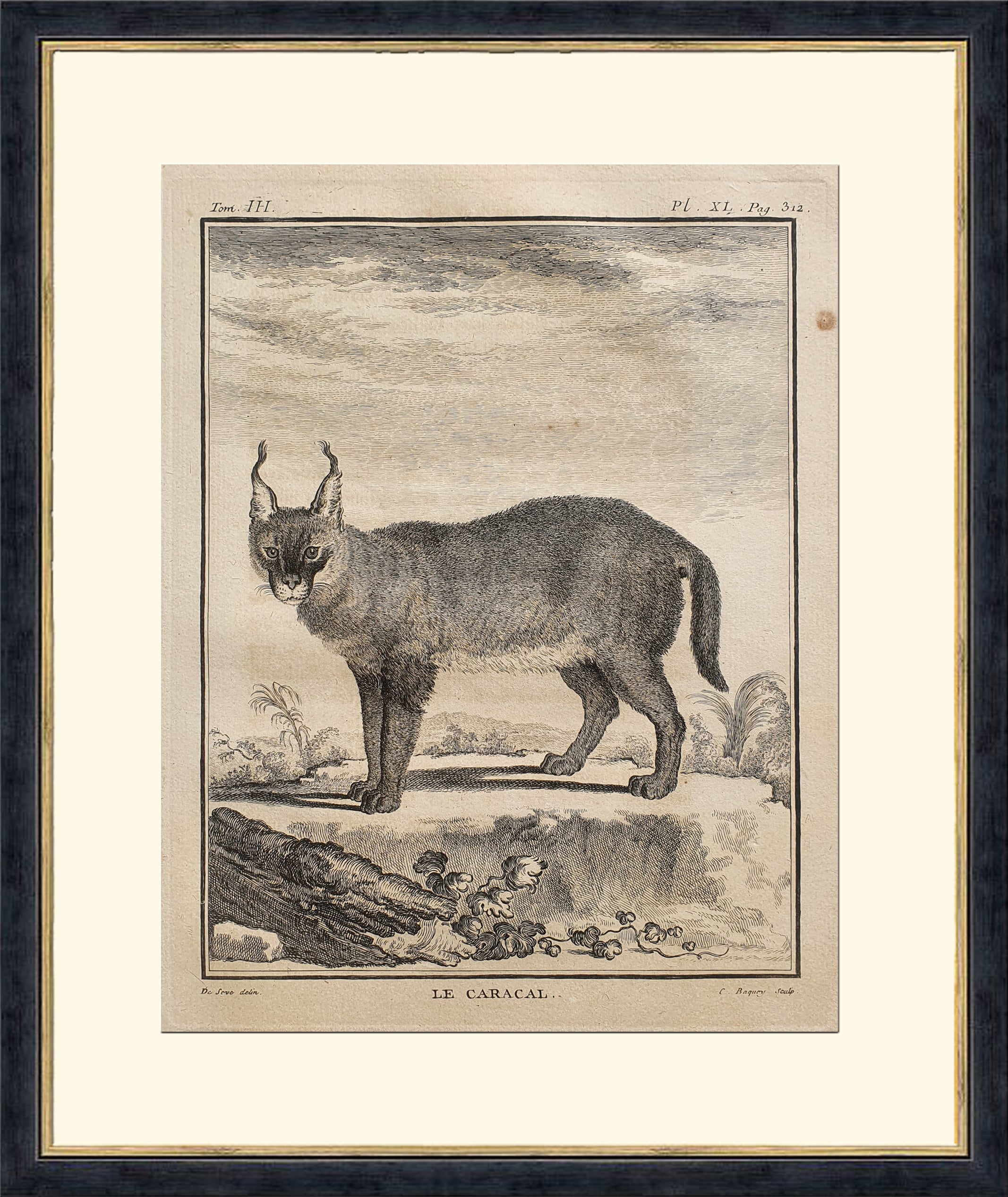 1787 Buffon Engraving - Le Caracal - Animals - 10.2x7.5in - Decoration ...