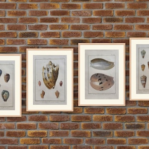 Animals - Sea Shell - Coquilles Univalves : Cône (conus) 8 - Univalve ...