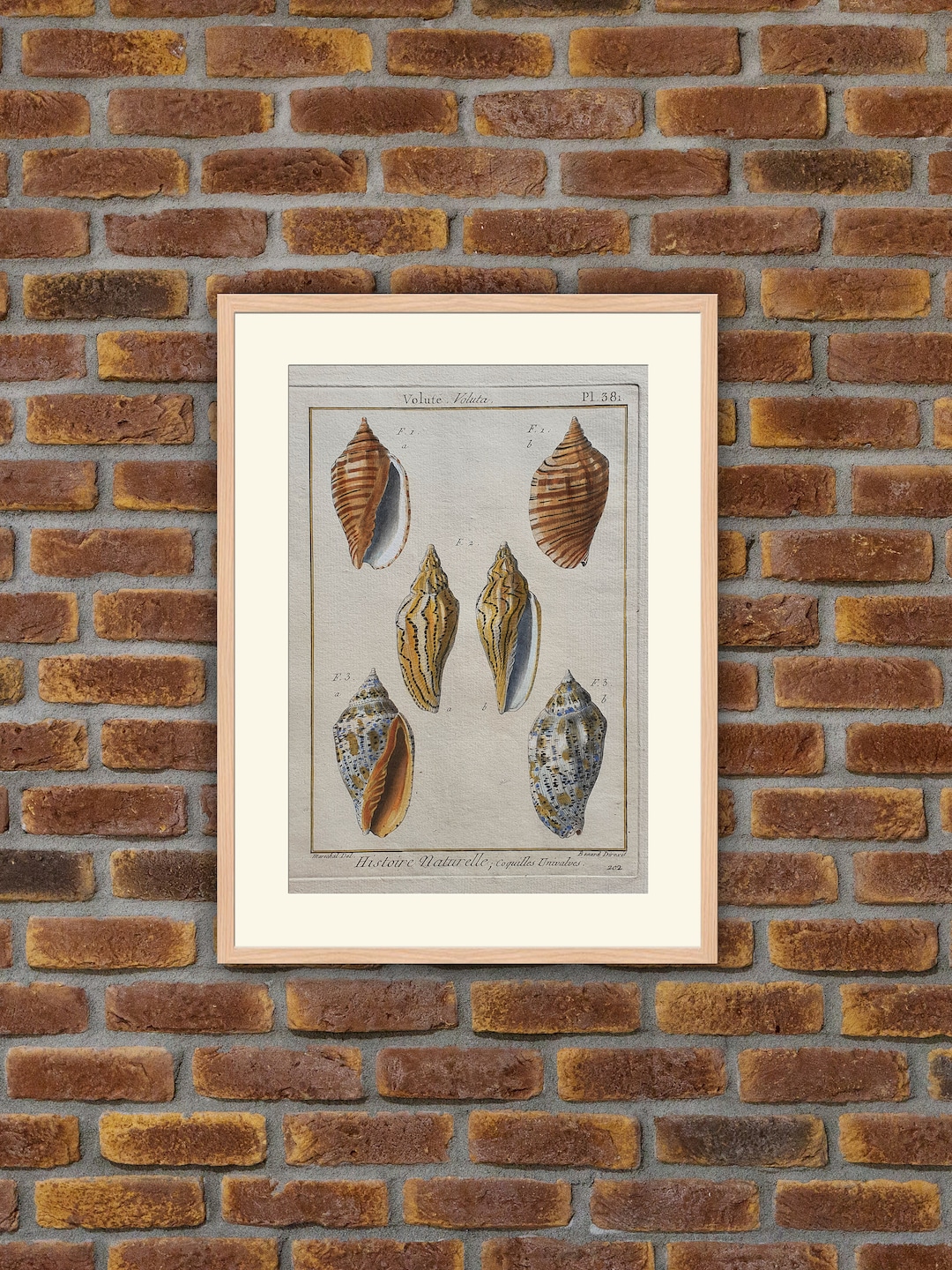 Animals - Sea Shell - Coquilles Univalves : Volute (voluta) - Univalve ...