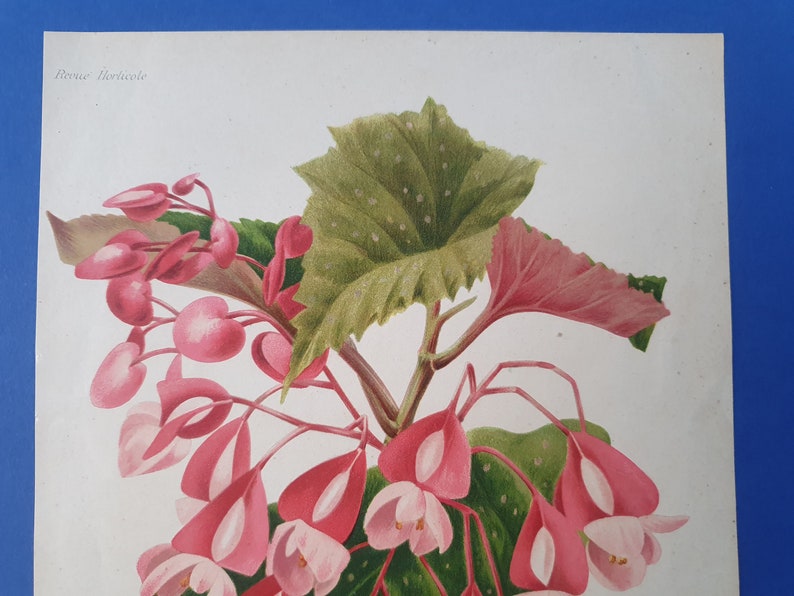 Flowers - Begonia Lucerna - Bégonia Lucerna - 19th Century Colored ...
